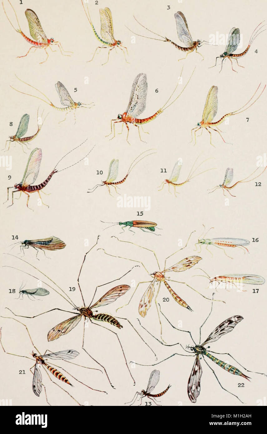 This guide from 1916 offers detailed information on aquatic insects and ...