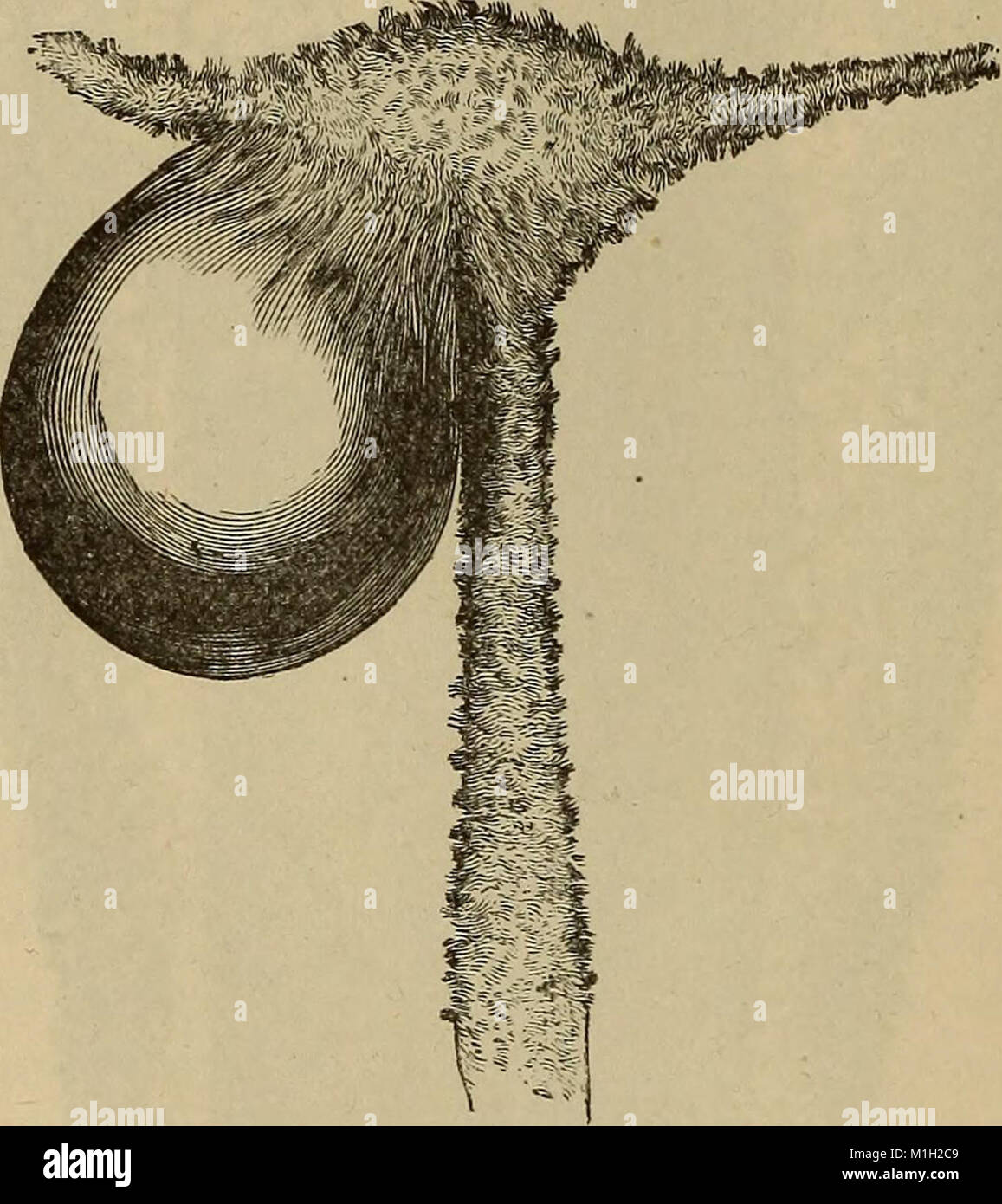 This treatise, published in 1885, provides a comprehensive overview of ...