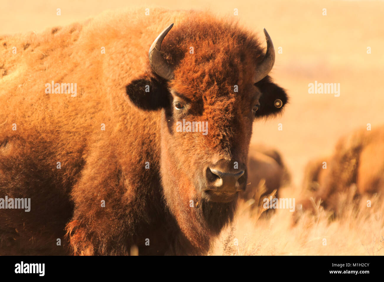North american grasslands hi-res stock photography and images - Alamy