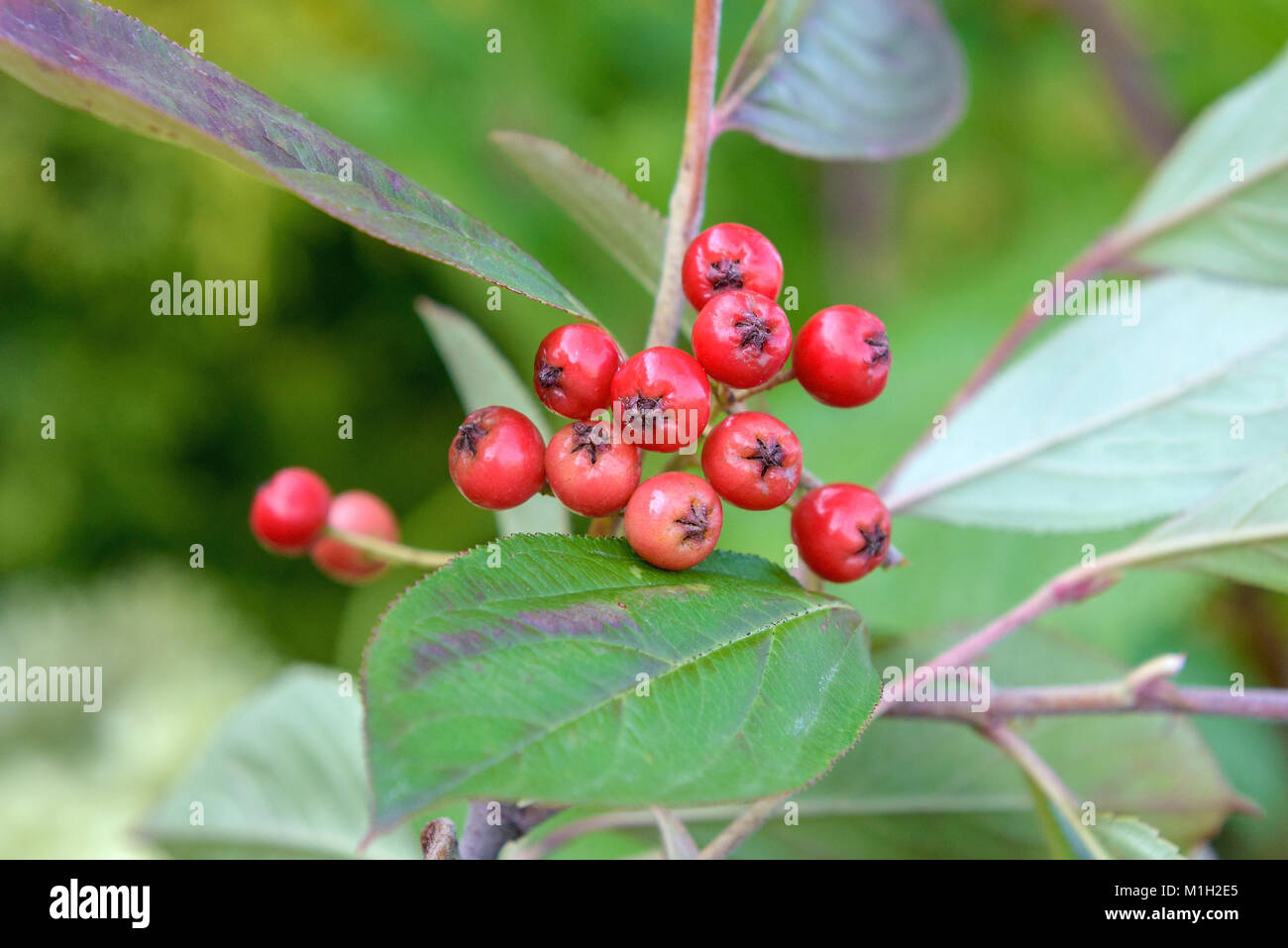 Aronia arbutifolia felted Apple Berry (brilliant), Filzige Apfelbeere ...