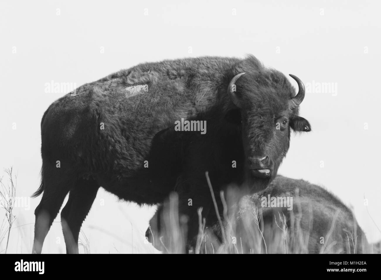 American Bison roaming the grasslands of the Tallgrass Prairie Preserve ...