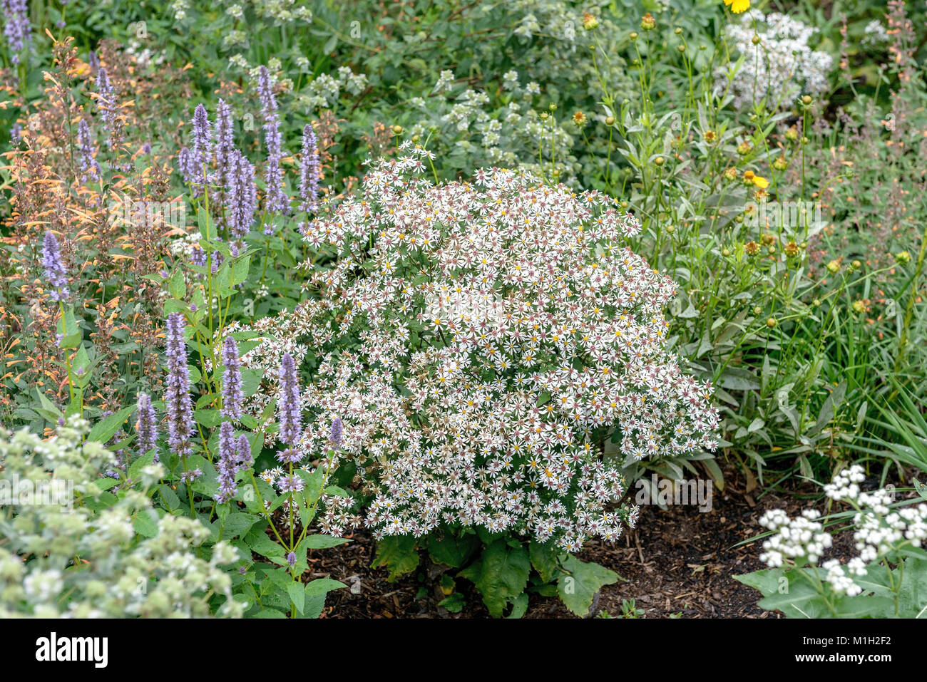 White Wood Aster (Aster divaricatus tradescant), Weiße Wald-Aster ...