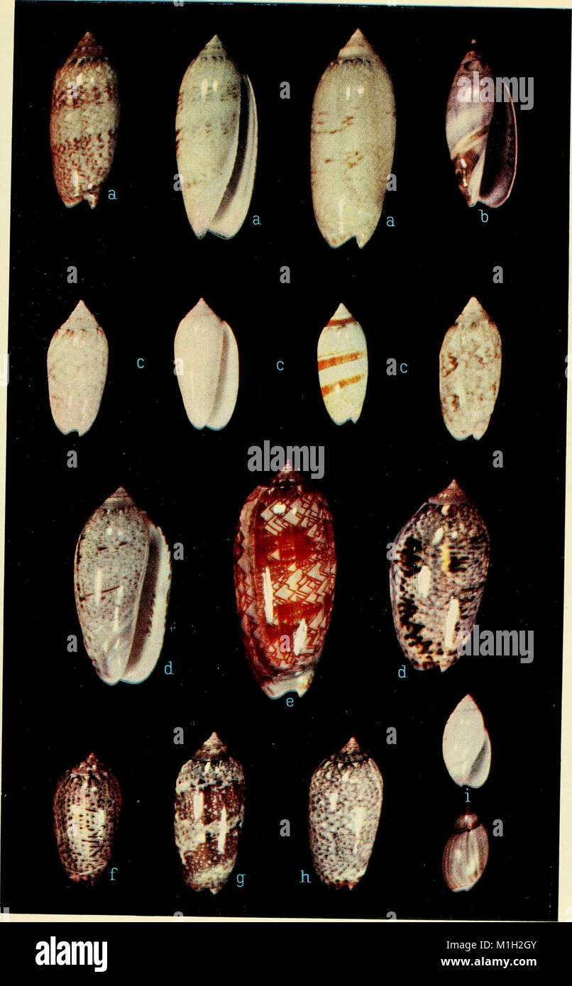 'American Seashells' (1954) is a comprehensive guide to North American ...