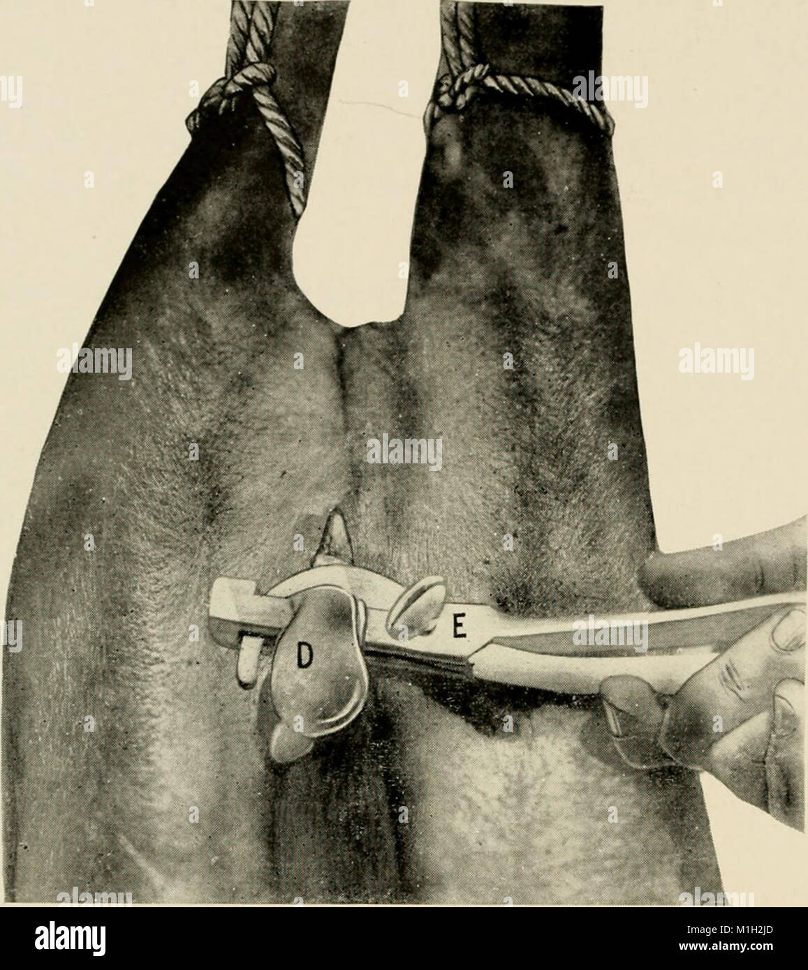 A 1914 book providing detailed guidance on the process of animal ...