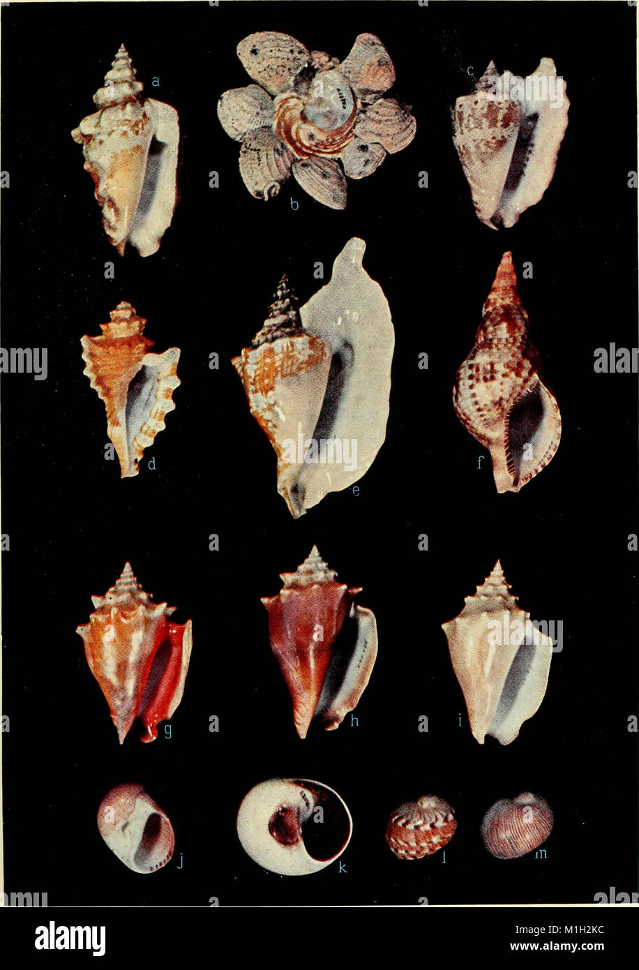A 1954 guide to seashells found along the American coastline, offering ...