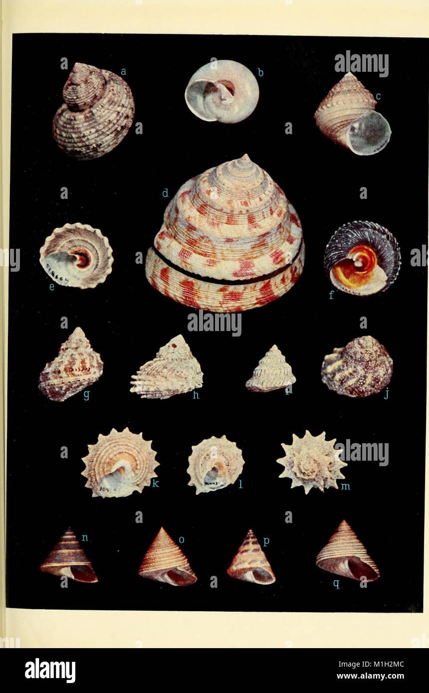 Collection of various seashells hi-res stock photography and images - Alamy