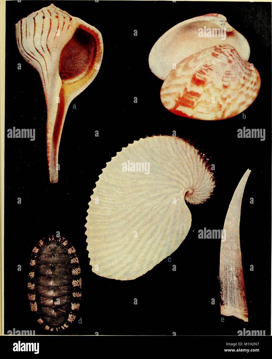 'American Seashells' (1954) is a comprehensive guide to seashell ...