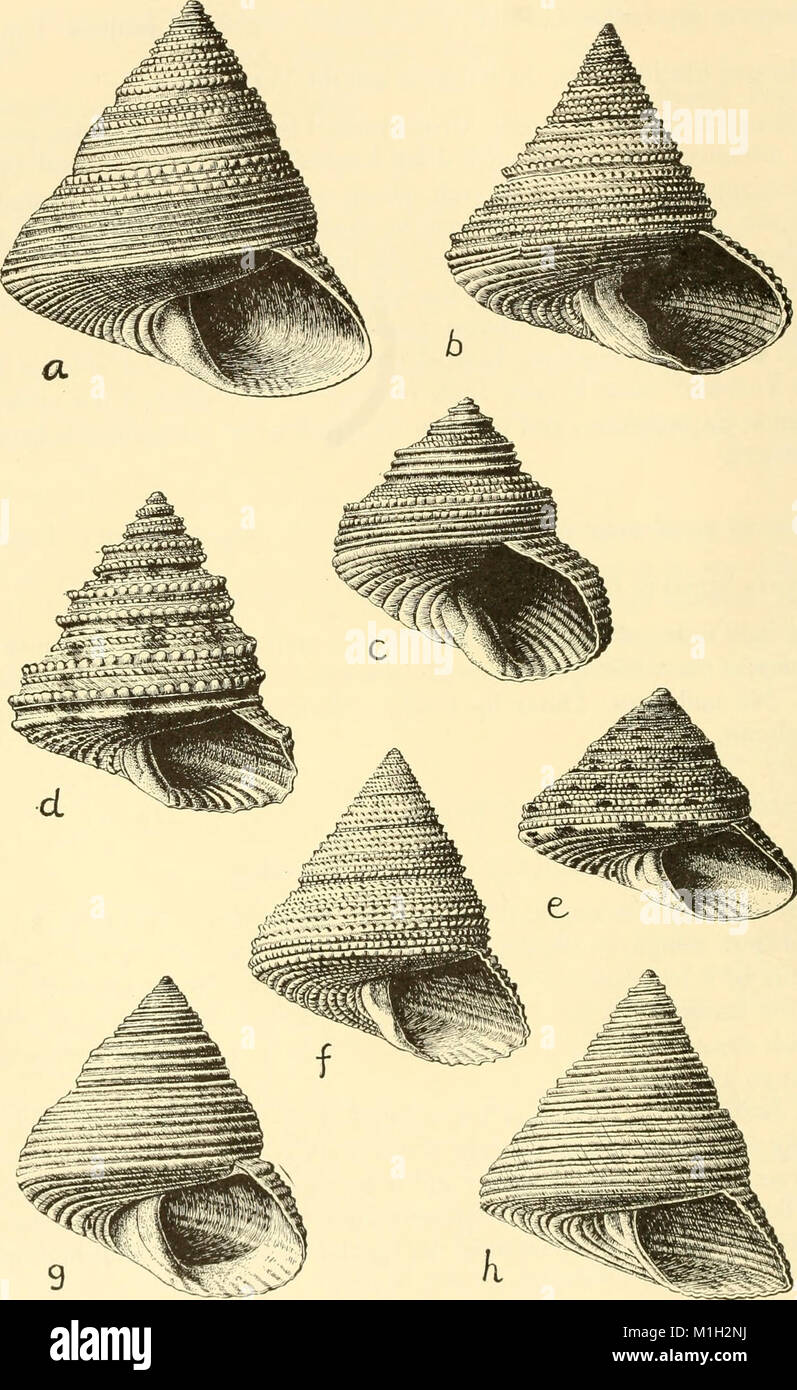 American seashells (1954) (17973508660 Stock Photo - Alamy