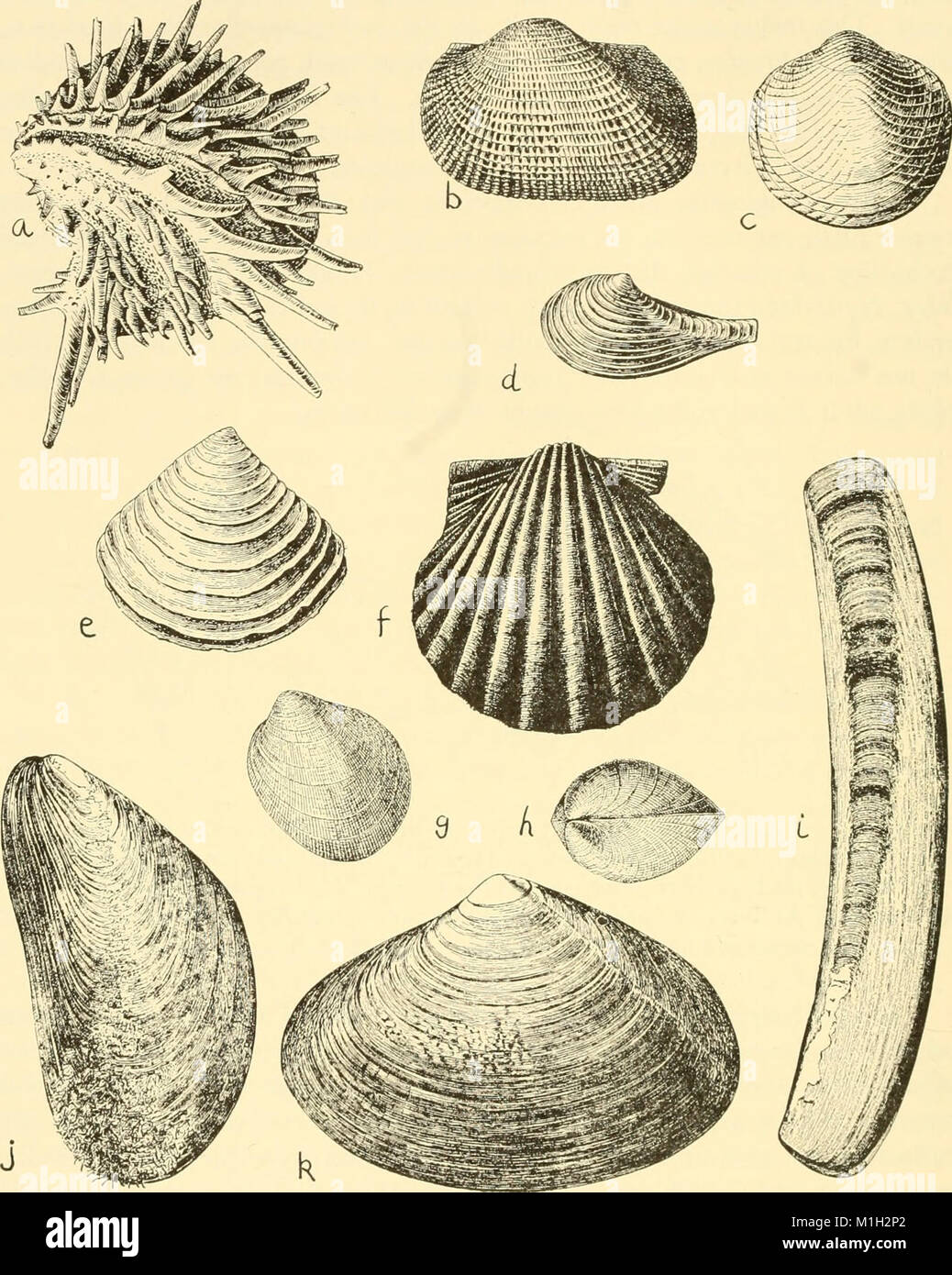 American seashells (1954) (17538622844 Stock Photo - Alamy