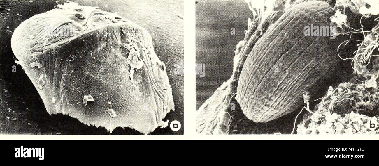The American Malacological Bulletin (1986) presents research on ...