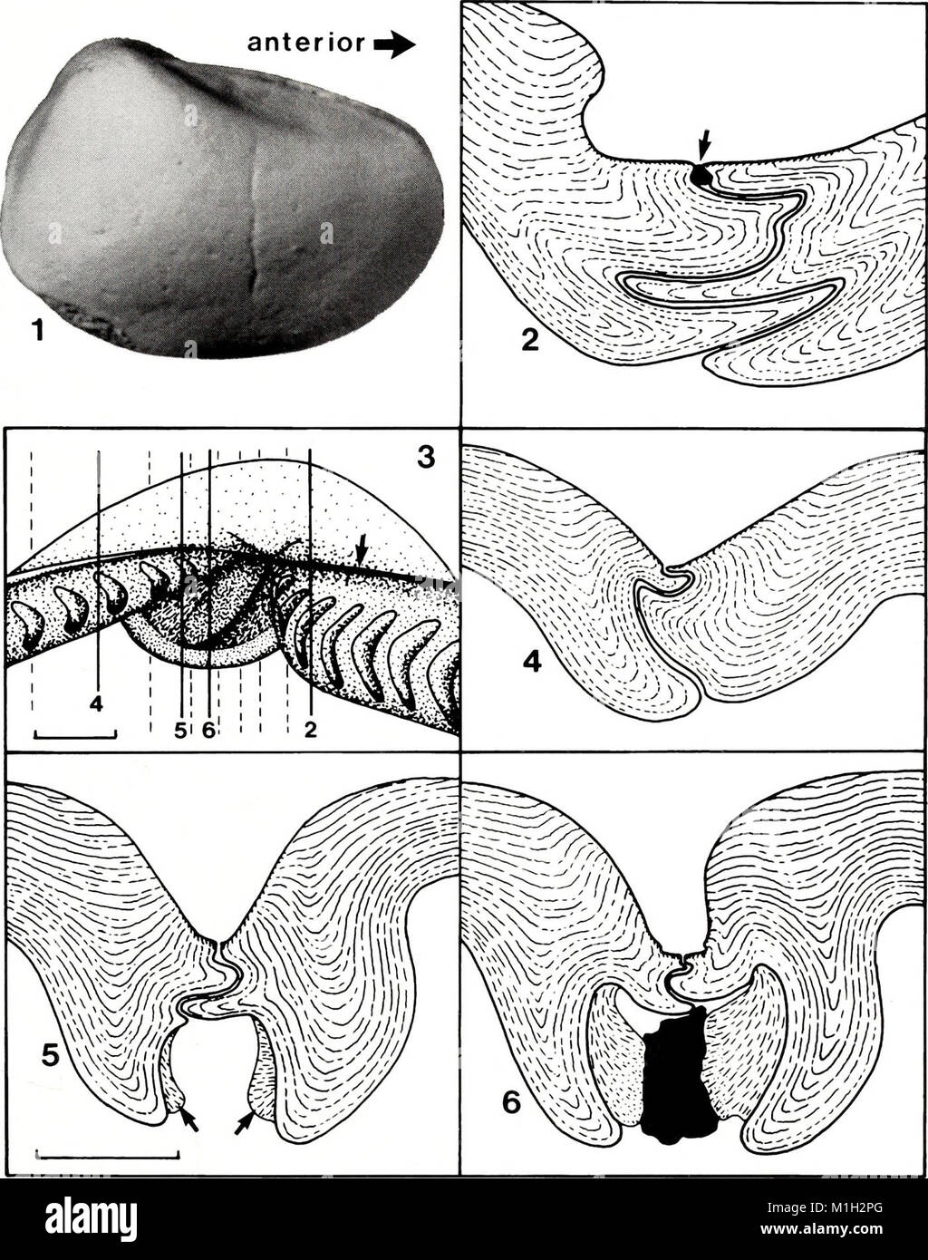 The American Malacological Bulletin, published in 2001, covers research ...