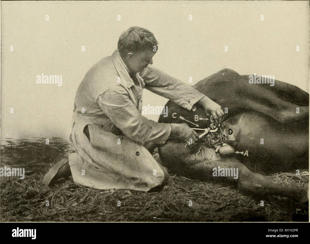 *Animal Castration* (1914) is a practical guide providing students and ...