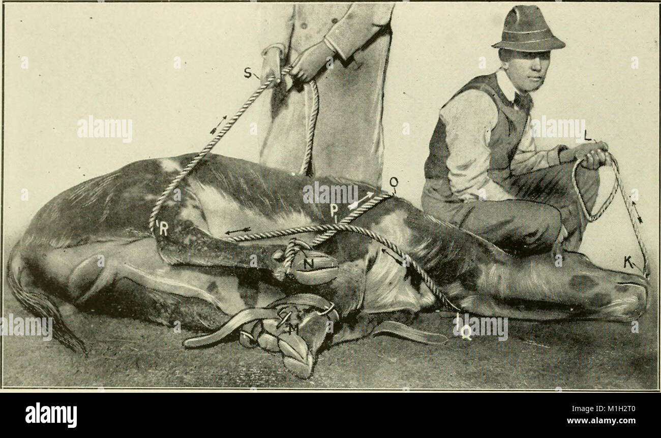 Animal Castration (1914) is a guide for students and practitioners on ...