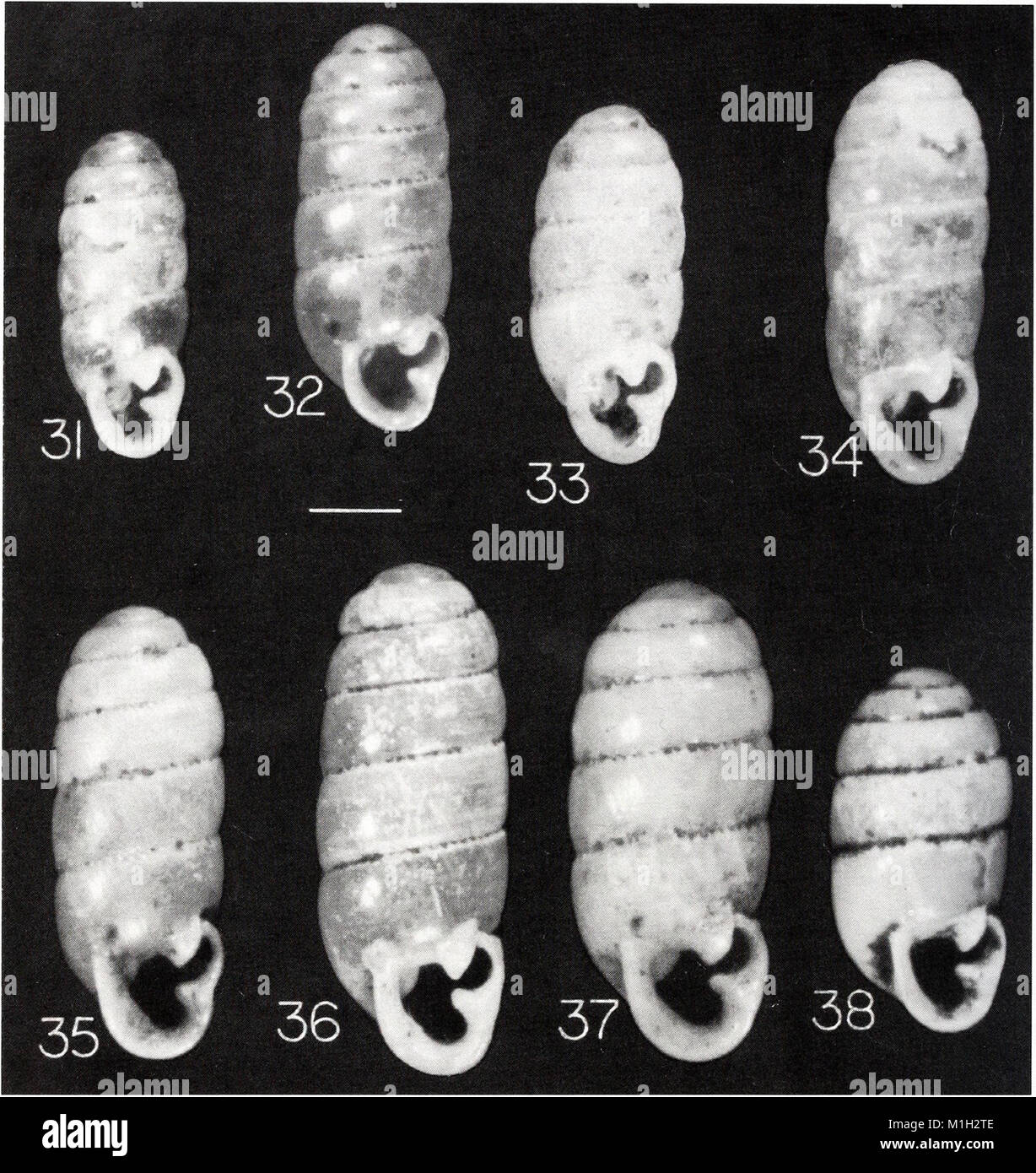 The American Malacological Bulletin (2001) focuses on the study of ...