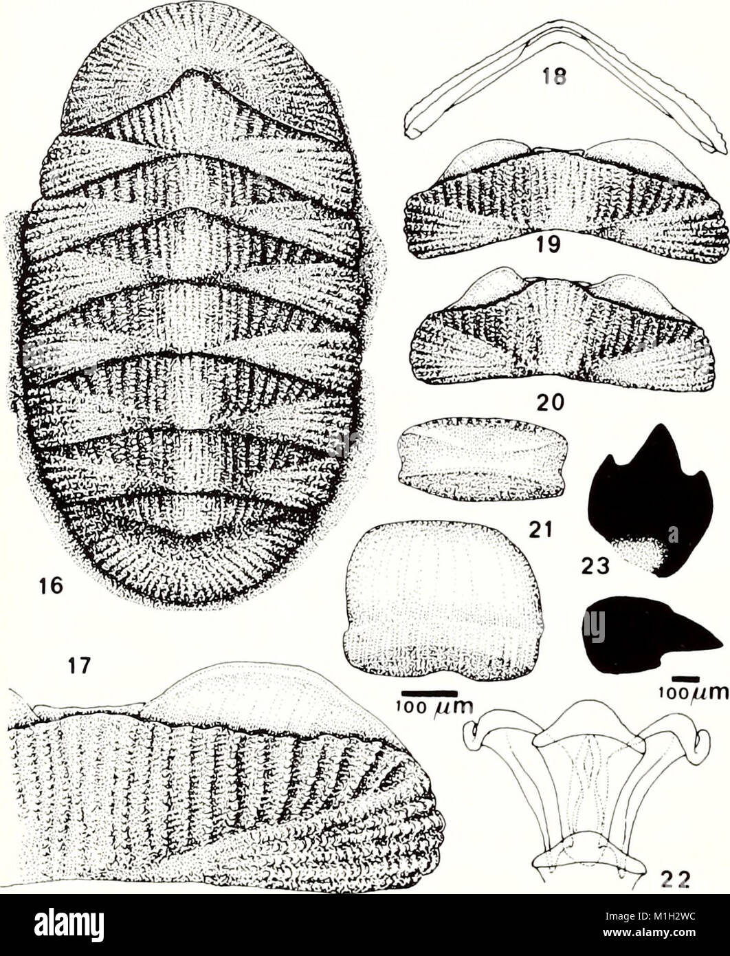 The 1988 'American Malacological Bulletin' publishes research on ...