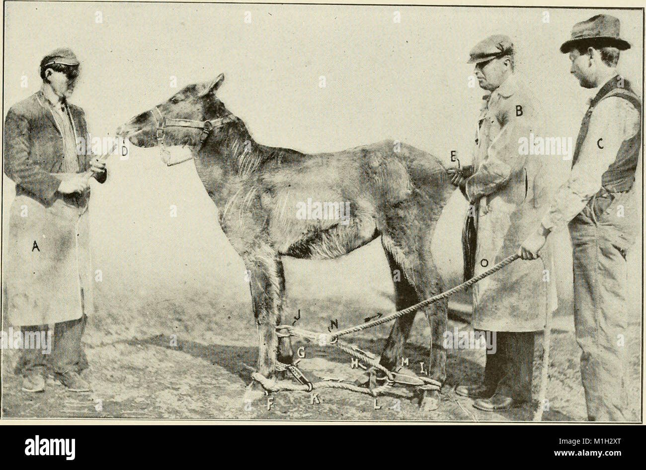 This 1914 guide provides detailed information on animal castration ...