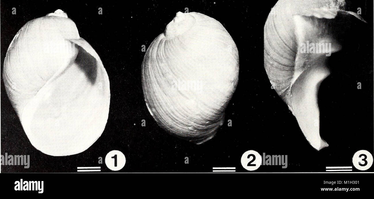 The 1997 American Malacological Bulletin presents research on ...