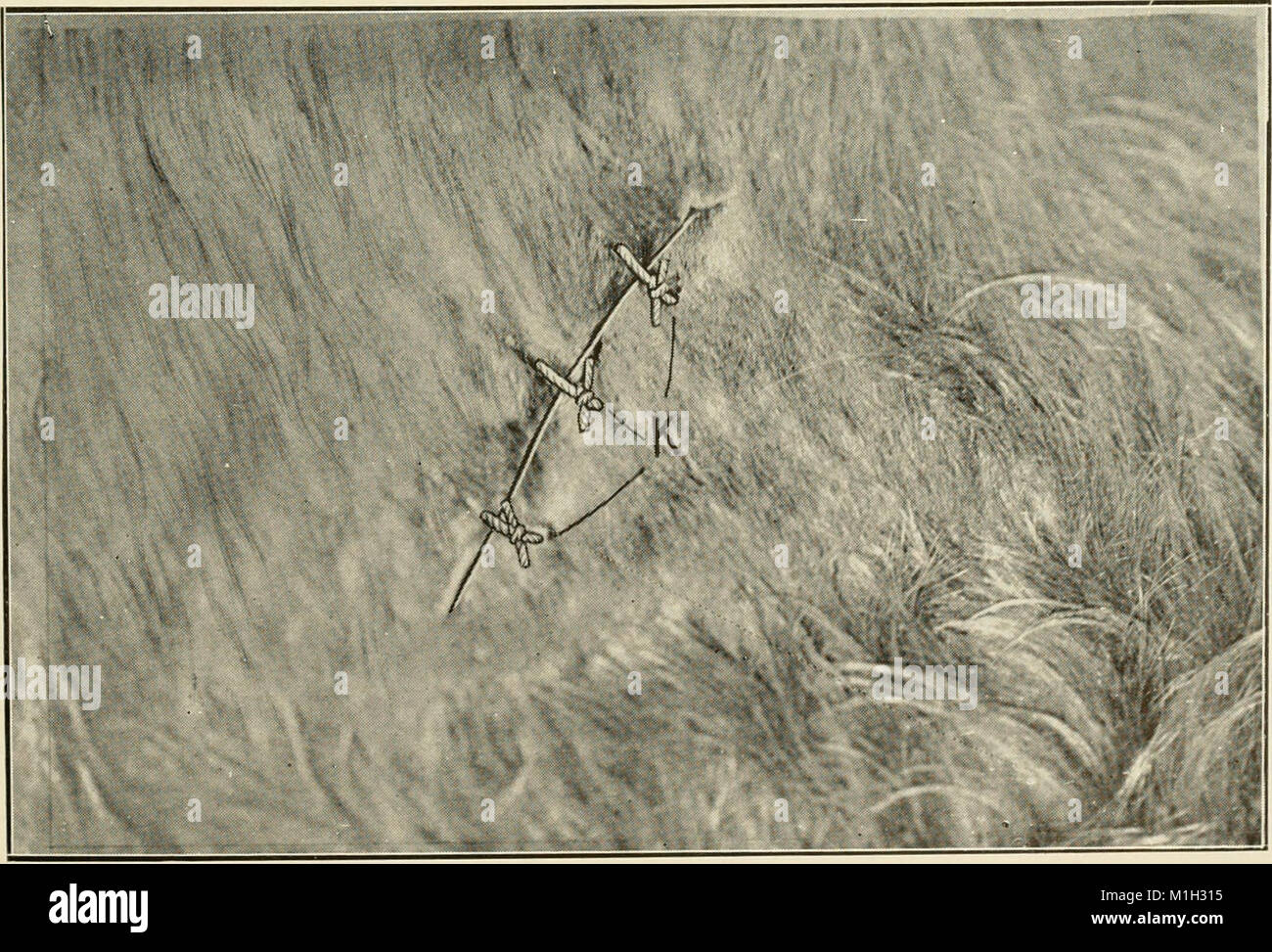 Published in 1914, this book on animal castration provides practical ...