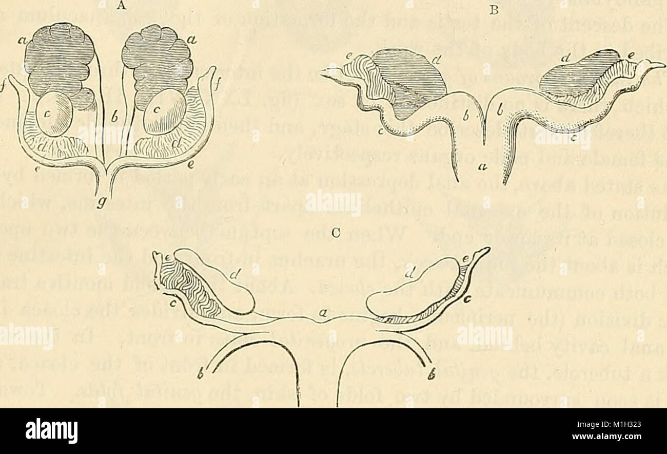 Anatomy, descriptive and surgical (1877) (14785116933 Stock Photo - Alamy