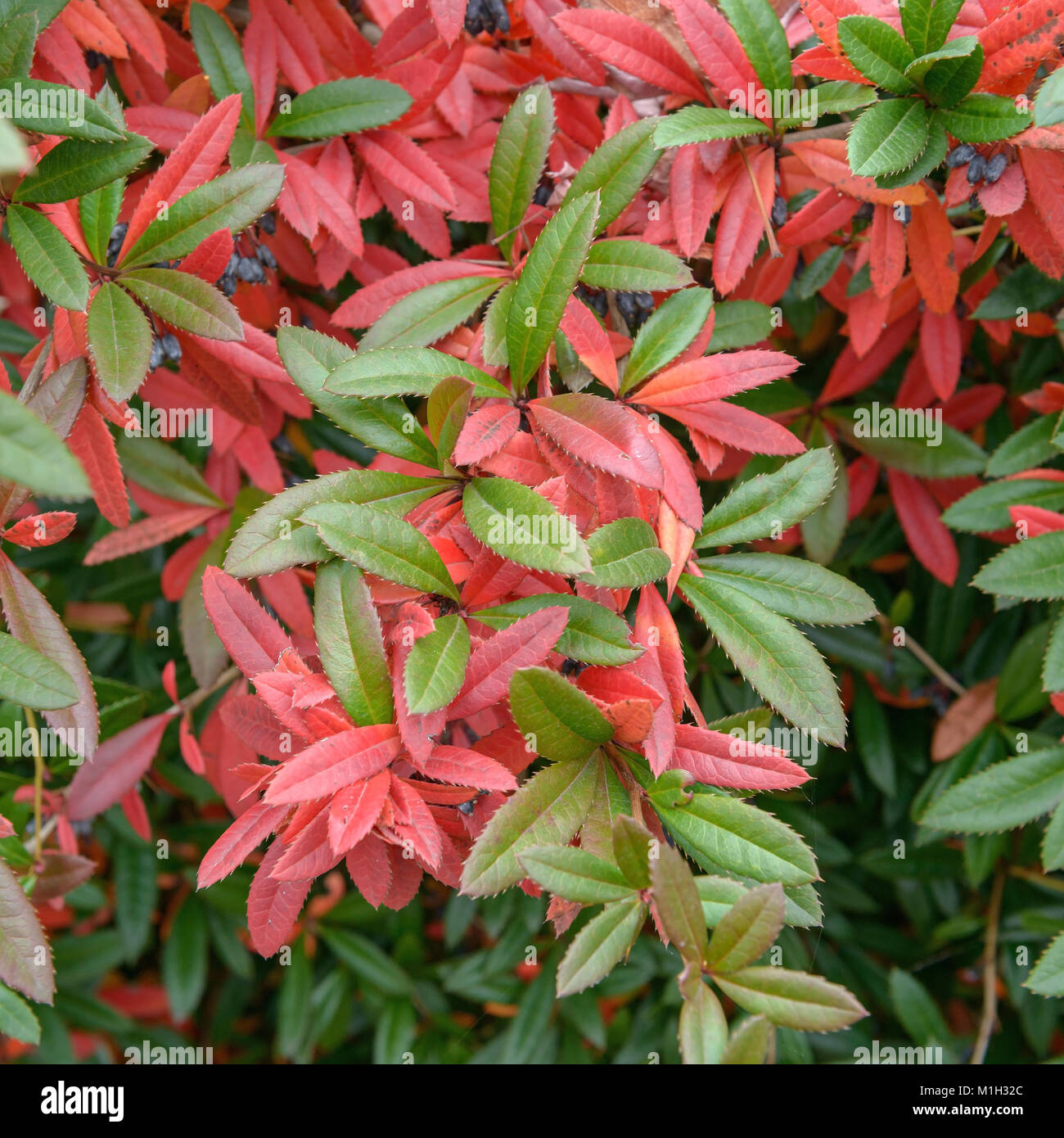 July Anes Barberry (Berberis July *), Julianes Berberitze (Berberis ...