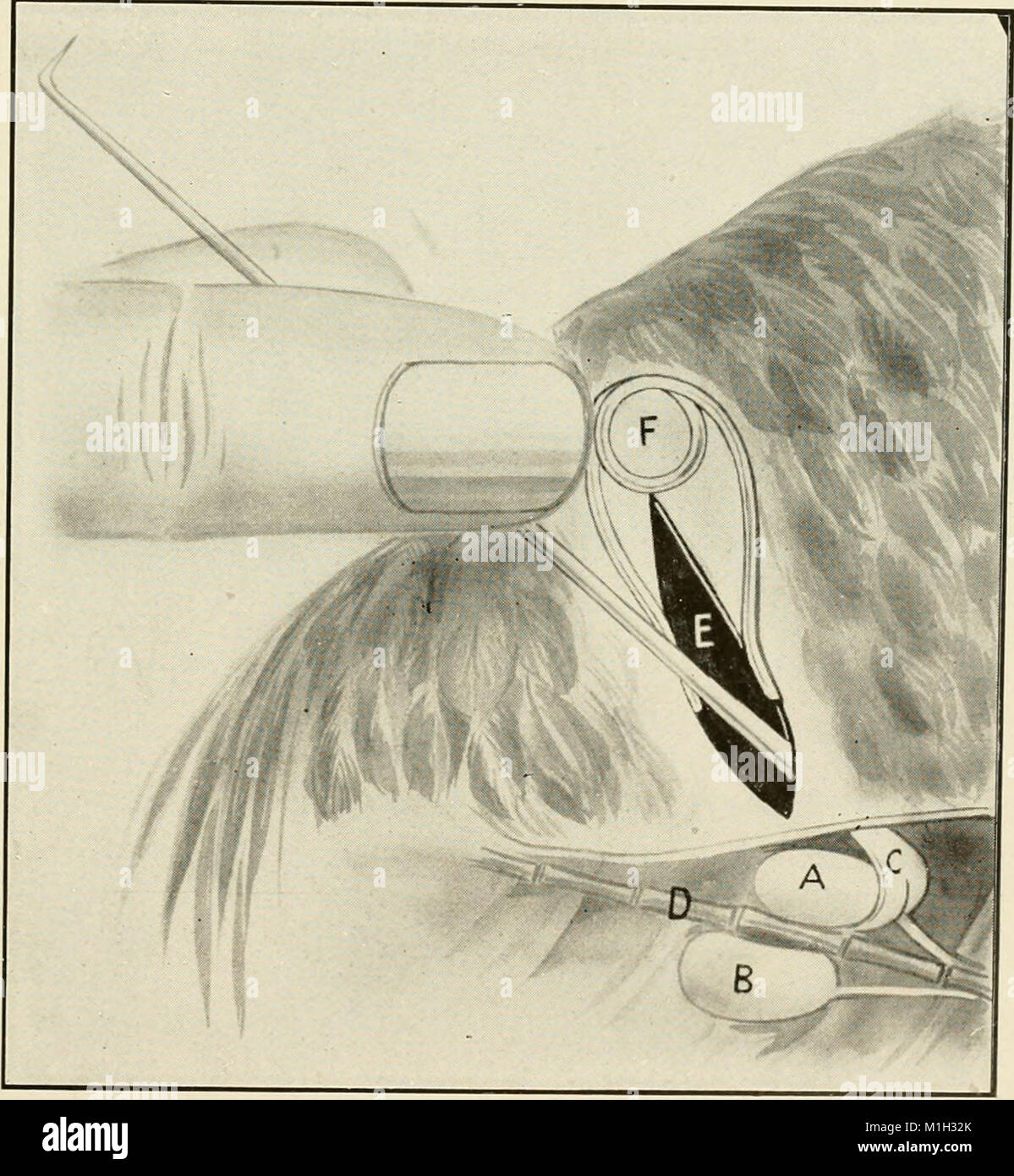 *Animal Castration* (1914) provides a detailed guide for students and ...