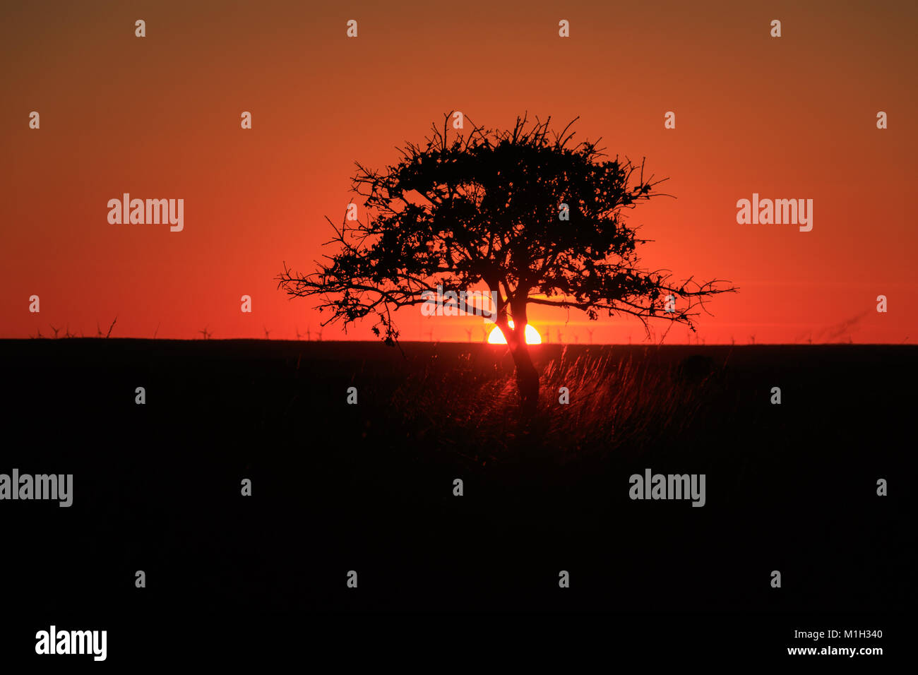 Grassland tree hi-res stock photography and images - Alamy