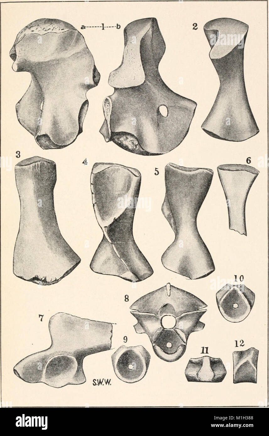 This 1911 work explores the vertebrate fossils from the American ...