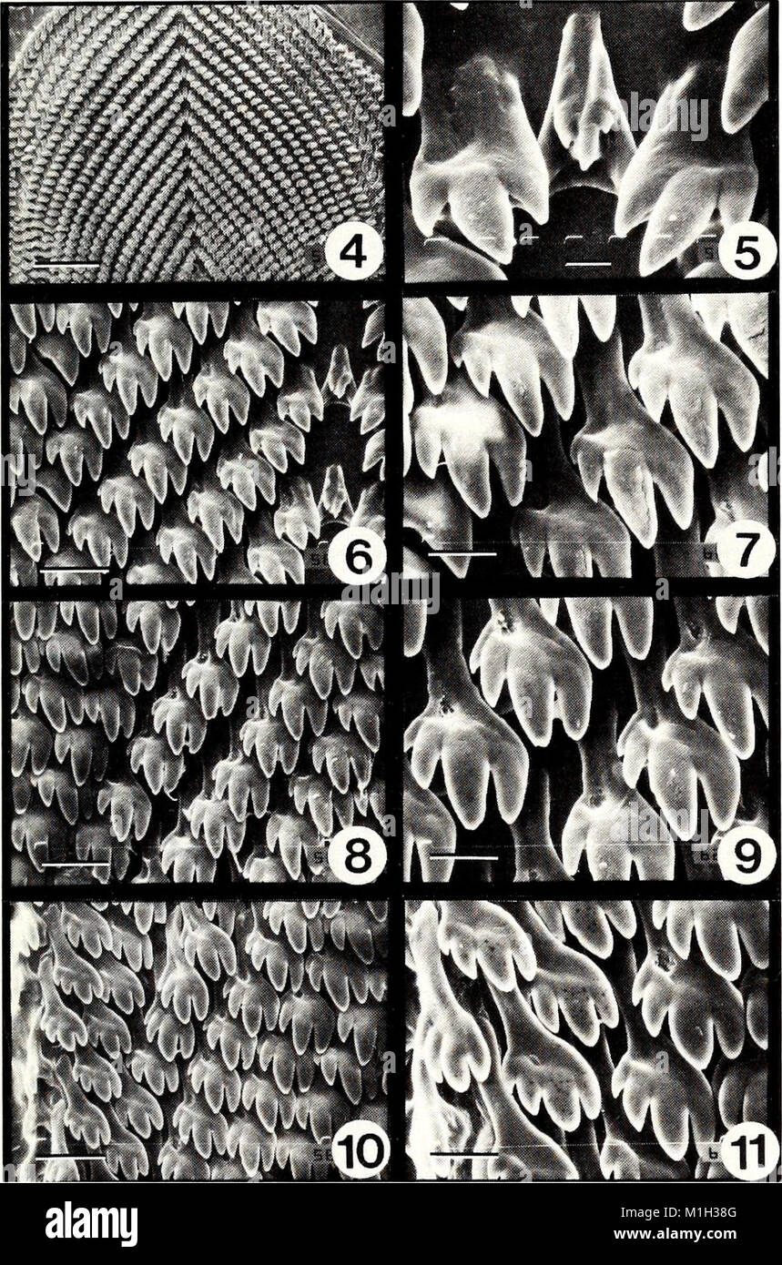 The 'American Malacological Bulletin' (1997) publishes research on ...