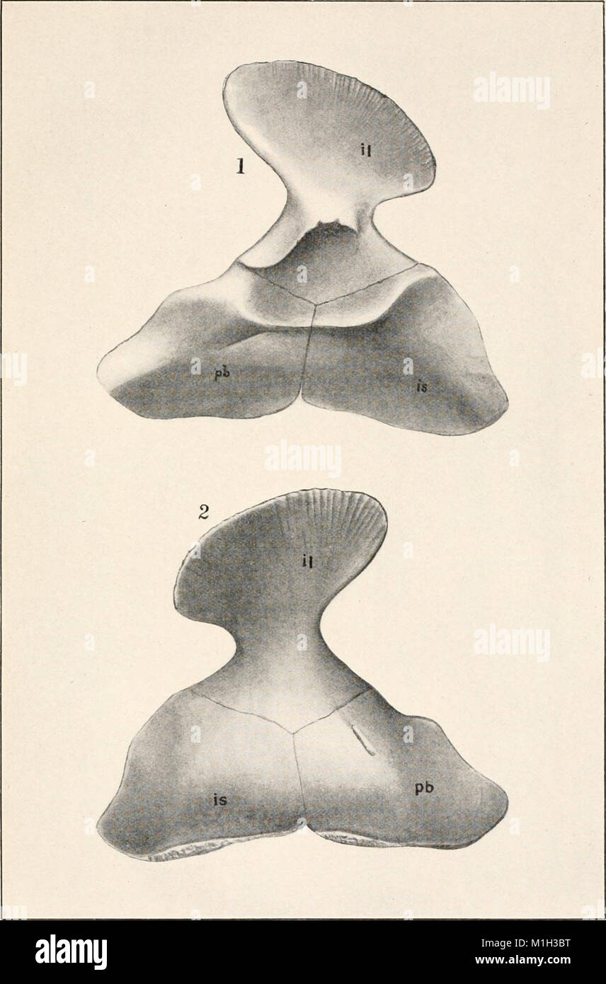 'American Permian Vertebrates' (c1911) explores the prehistoric animals ...