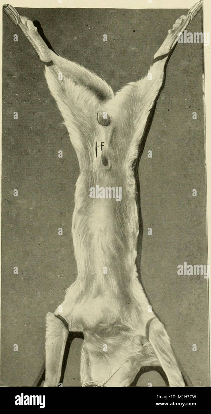 'Animal Castration' (1914) is a practical guide on the process of ...