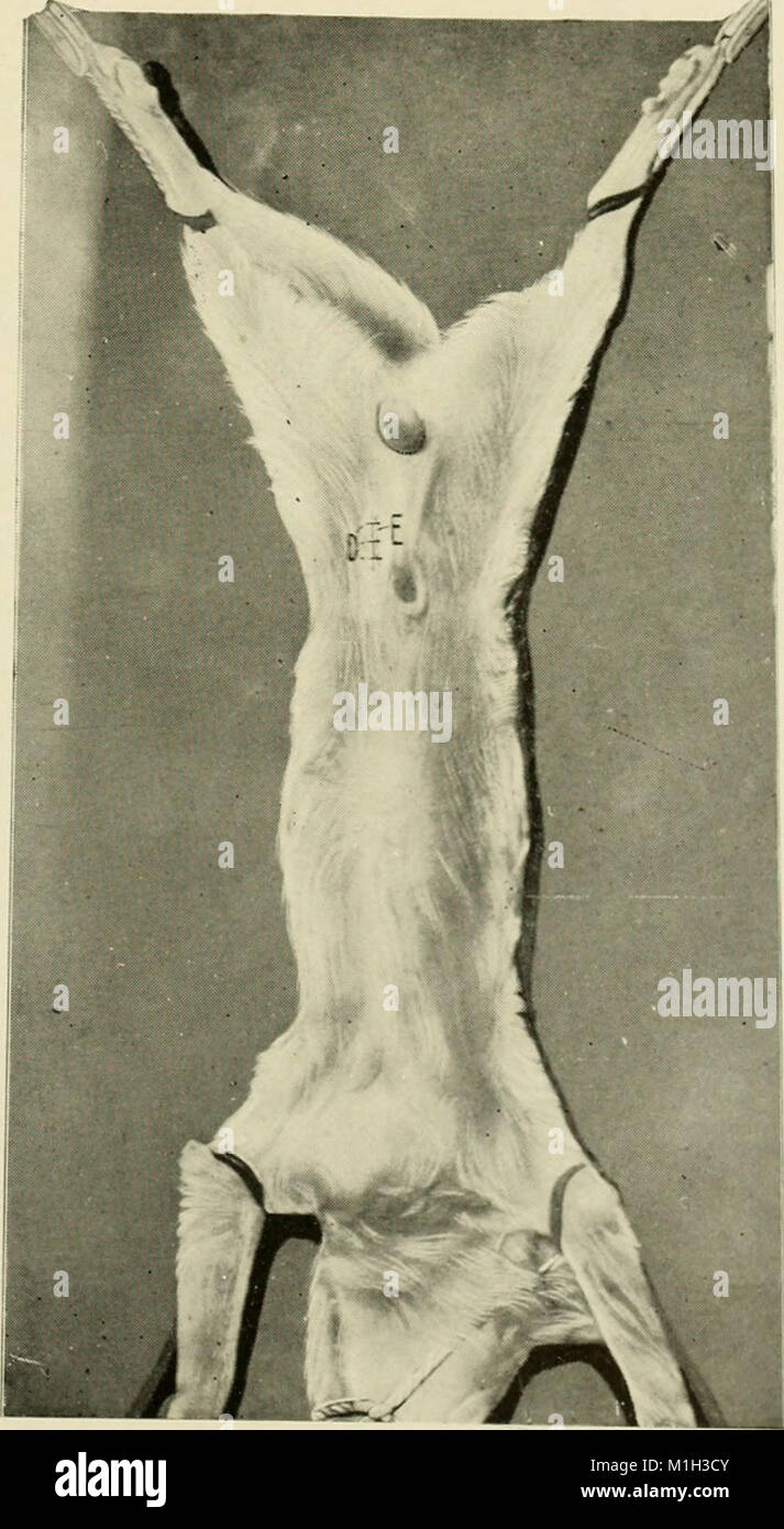 This 1914 book provides guidance on animal castration, intended for ...