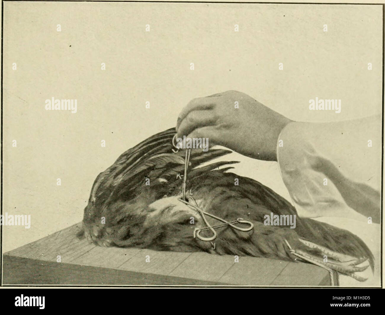 'Animal Castration' (1914) serves as a guide for students and ...