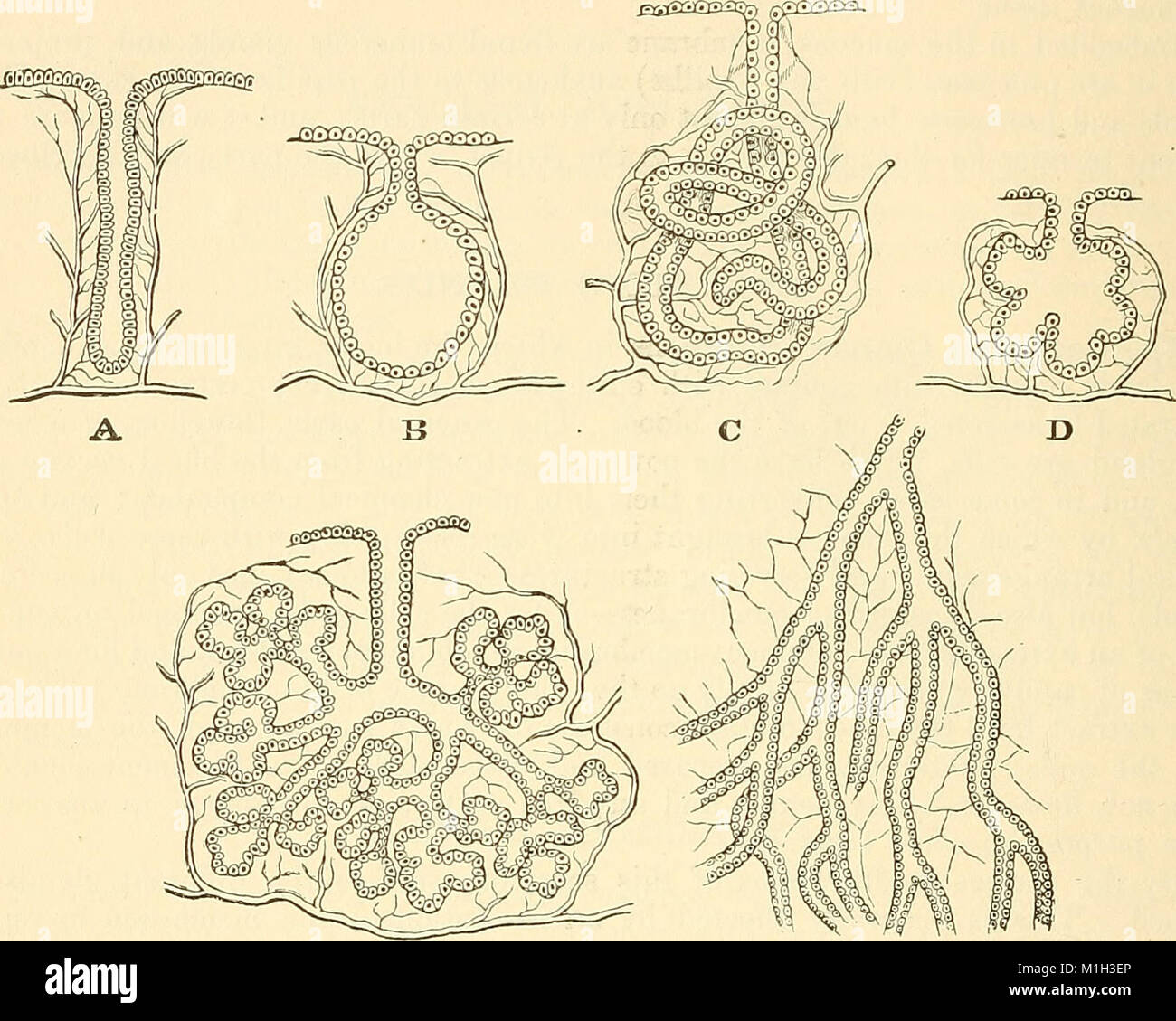 'Anatomy, Descriptive and Surgical' (1887) is a textbook that provides ...