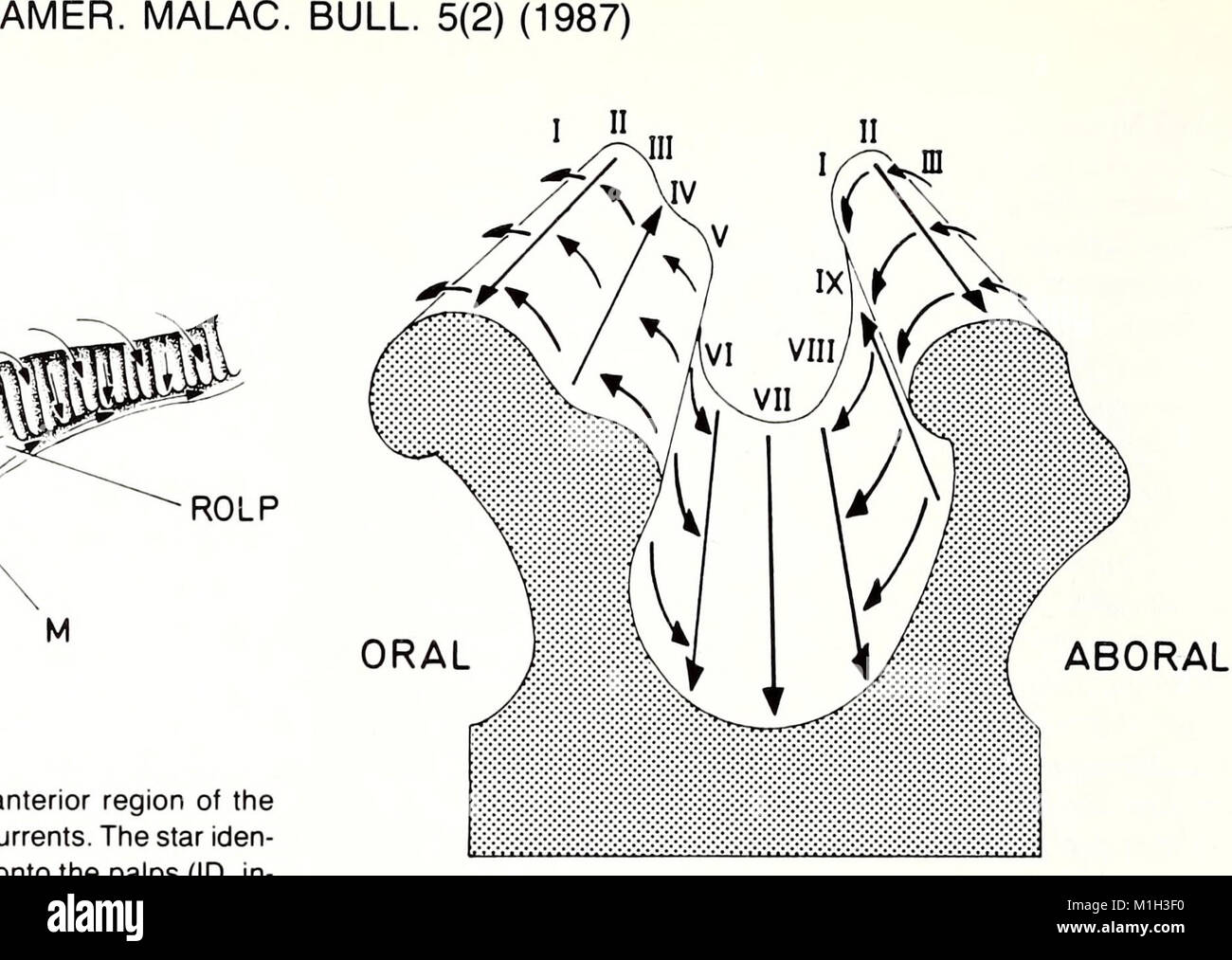 The 1986 edition of the American Malacological Bulletin focuses on the ...