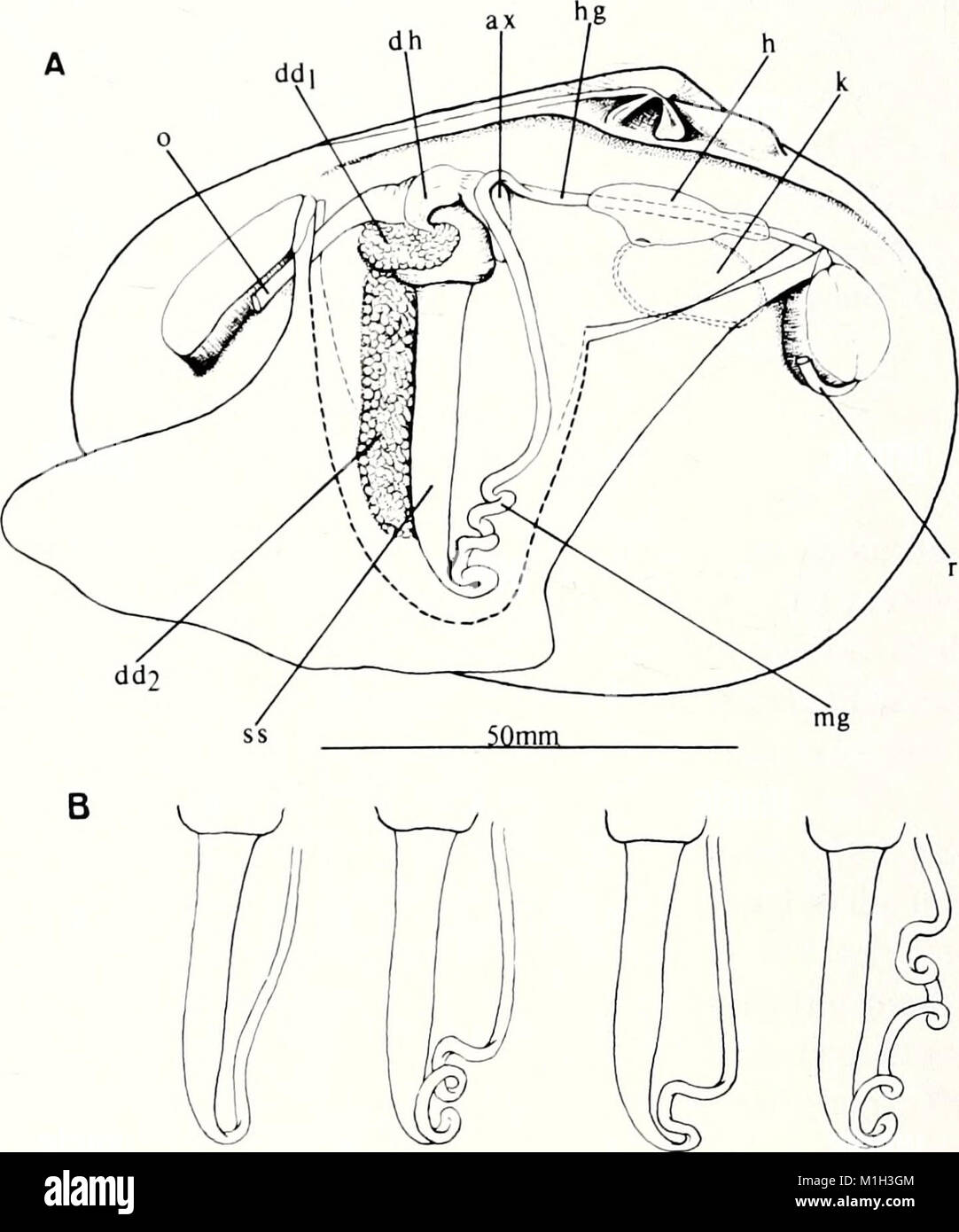 The *American Malacological Bulletin* (1993) covers research in ...