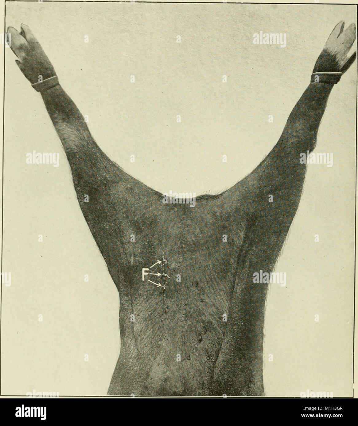 *Animal Castration* (1914) is a practical guide designed for students ...