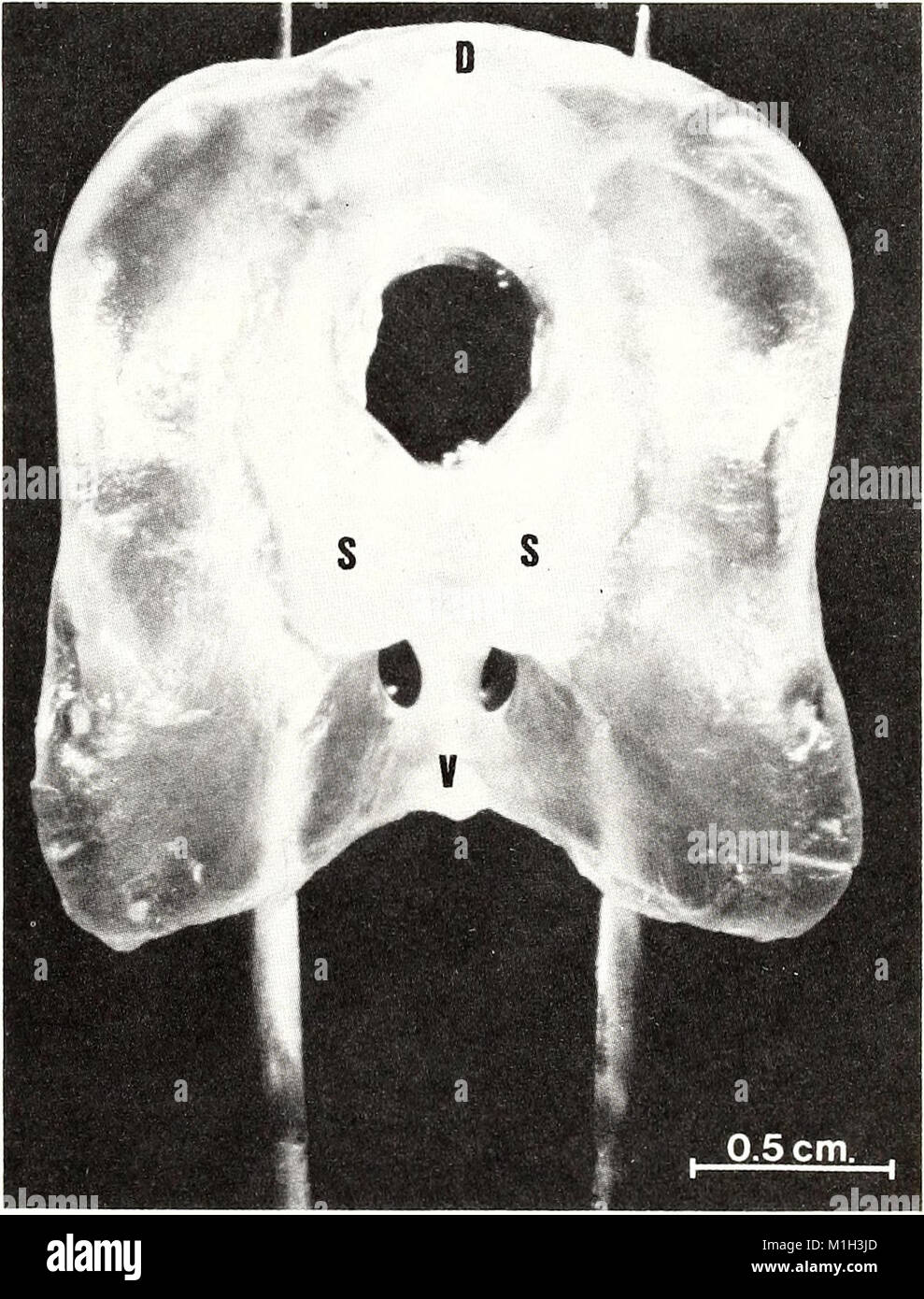 The 1983 American Malacological Bulletin presents research on mollusks ...