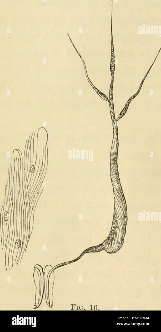 This 1863 work provides a detailed study of British sessile-eyed ...