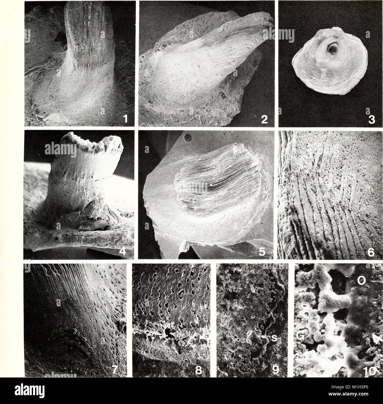 The 1983 edition of the American Malacological Bulletin includes ...