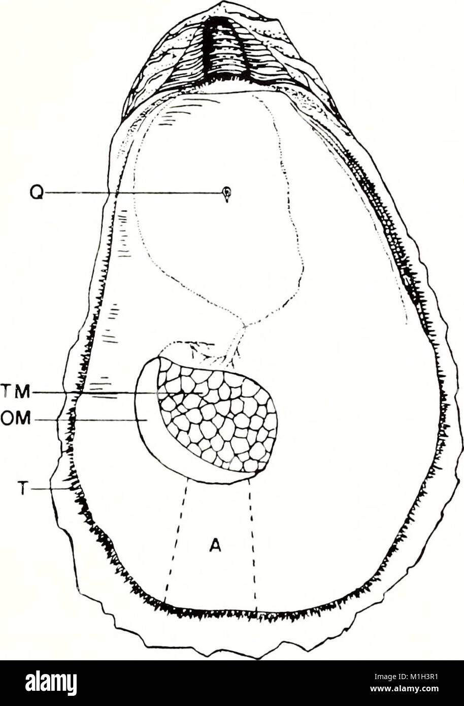 The 1993 edition of the American Malacological Bulletin focuses on the ...