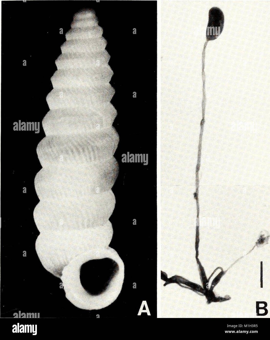 The *American Malacological Bulletin* (1993) publishes scientific ...
