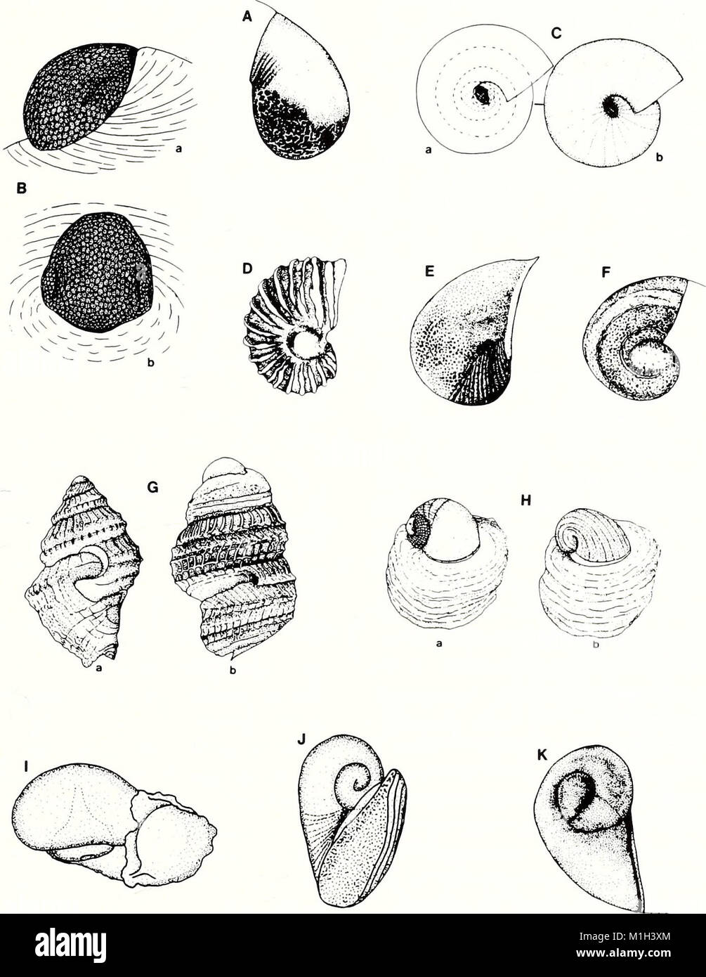 The 1993 American Malacological Bulletin publishes research on ...
