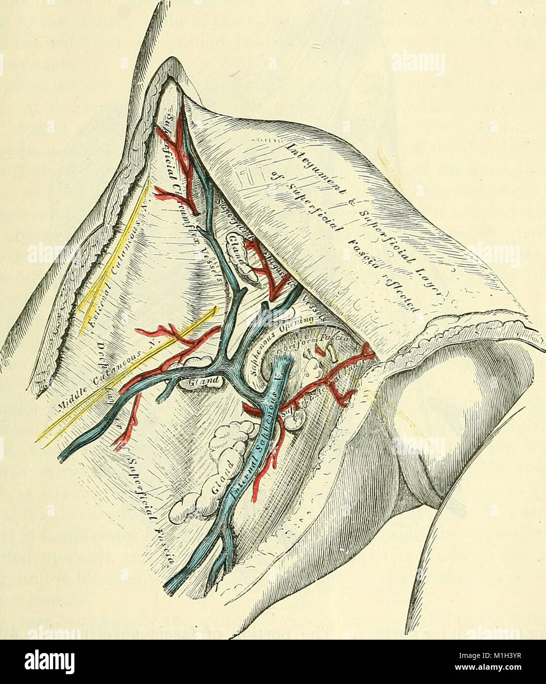 Anatomy, Descriptive and Surgical, published in 1897, provides detailed ...
