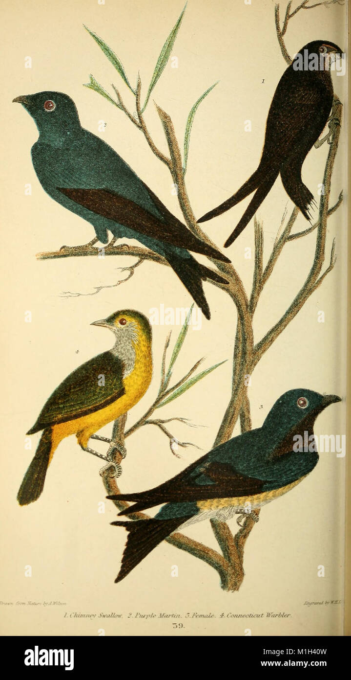 A comprehensive study by Alexander Wilson detailing the bird species of ...