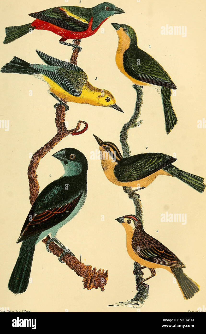 American ornithology; or, The natural history of the birds of the ...