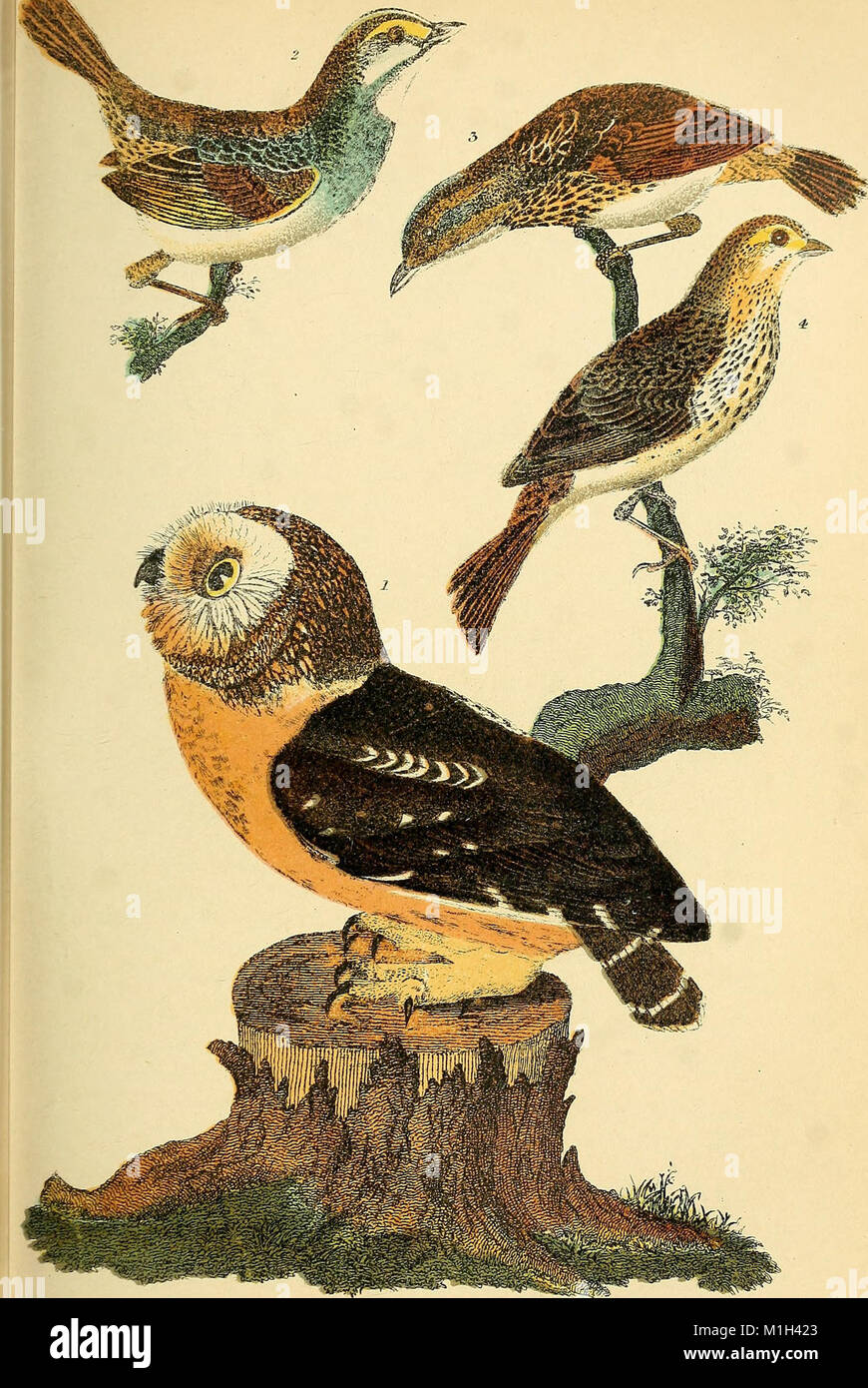 American ornithology; or, The natural history of the birds of the ...
