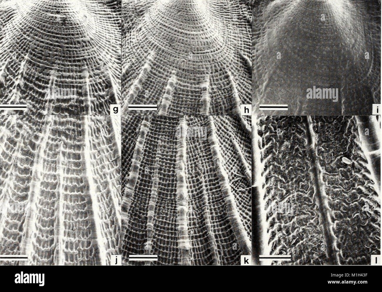 The 1993 edition of the American Malacological Bulletin features ...