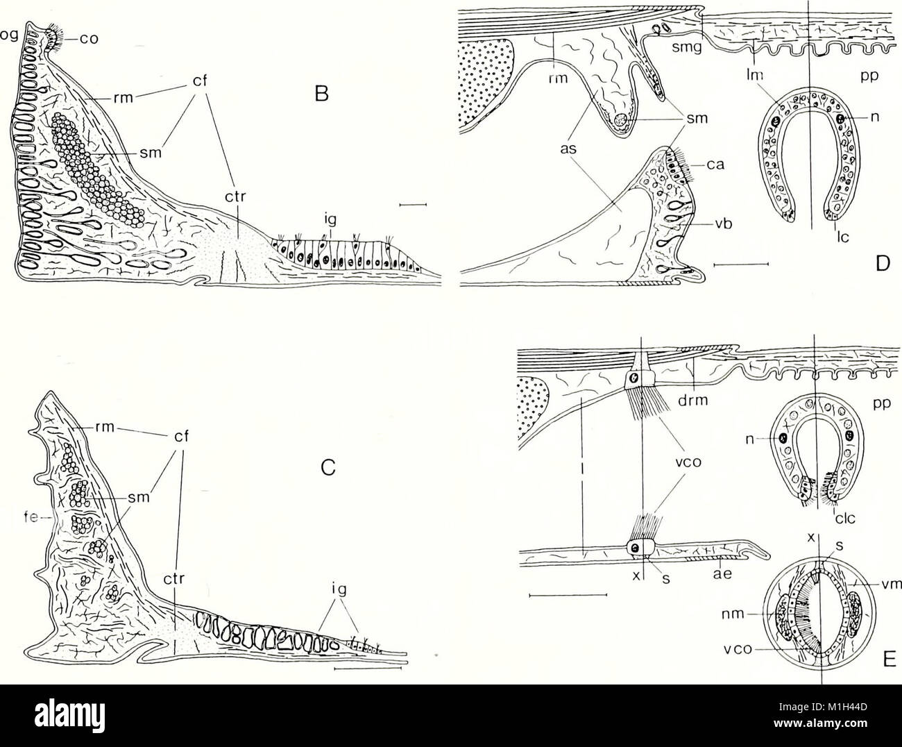 The American Malacological Bulletin, published in 1990, is a scholarly ...