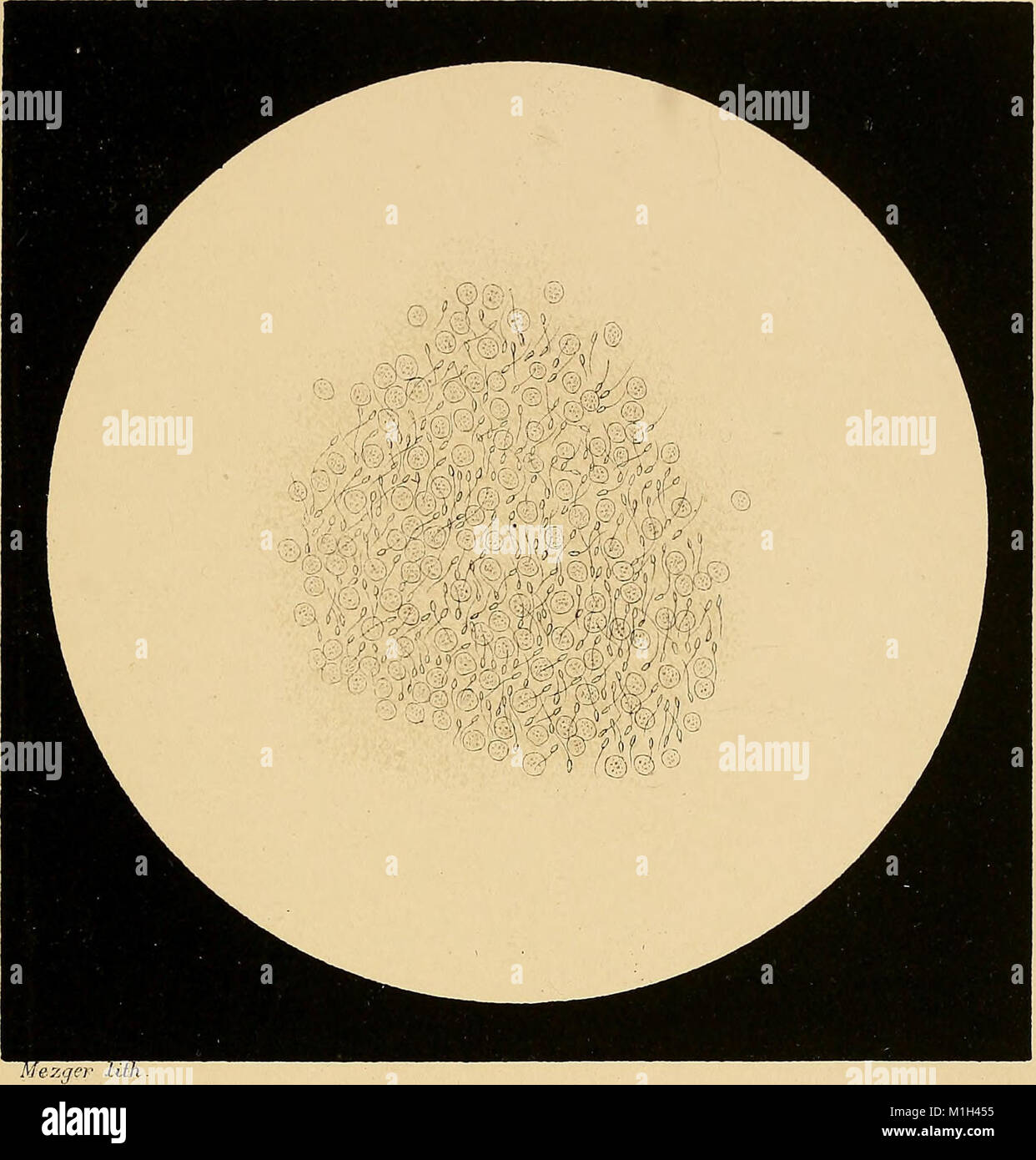 This 1885 atlas provides a detailed guide to clinical microscopy ...