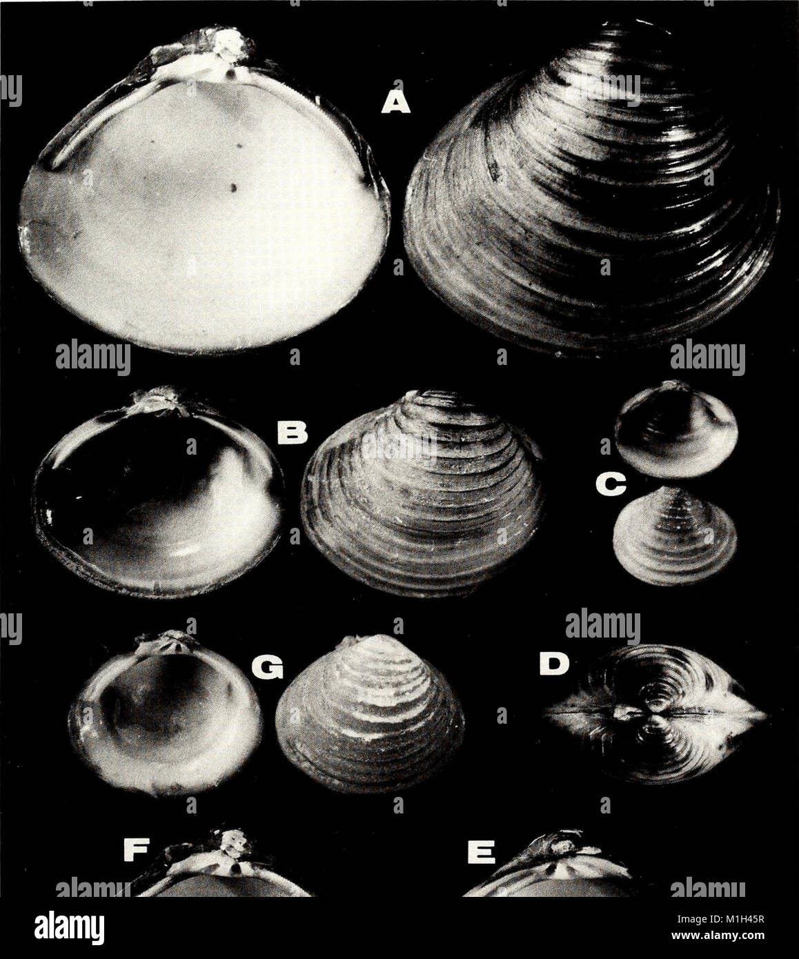 The American Malacological Bulletin (1993) is a scholarly journal ...